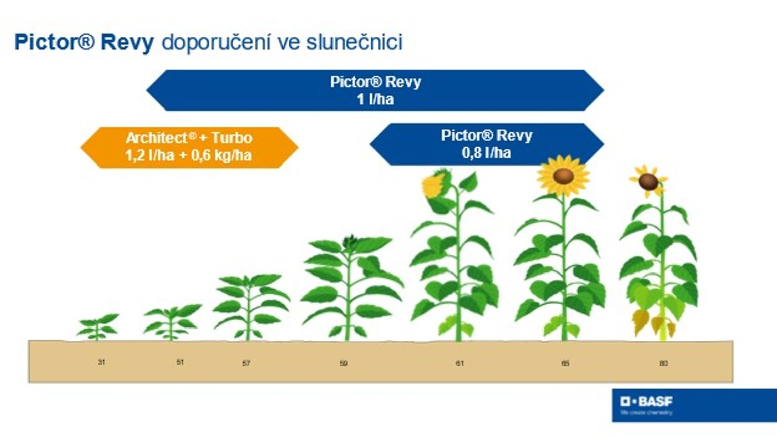 Regulace a fungicidní ochrana slunečnice