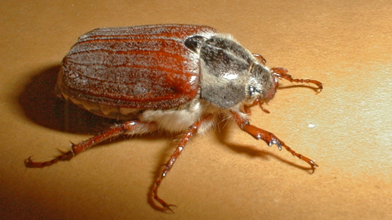 Chroust obecný - Řešení pro zemědělství