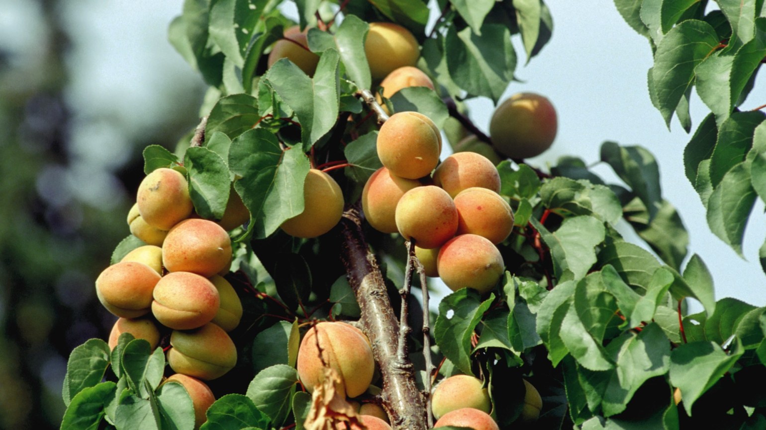 Peckoviny - Řešení pro zemědělství