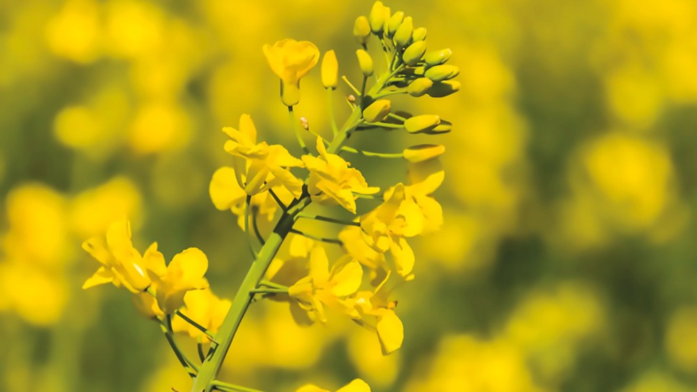Ochrana rostlin s BASF - Agroportál