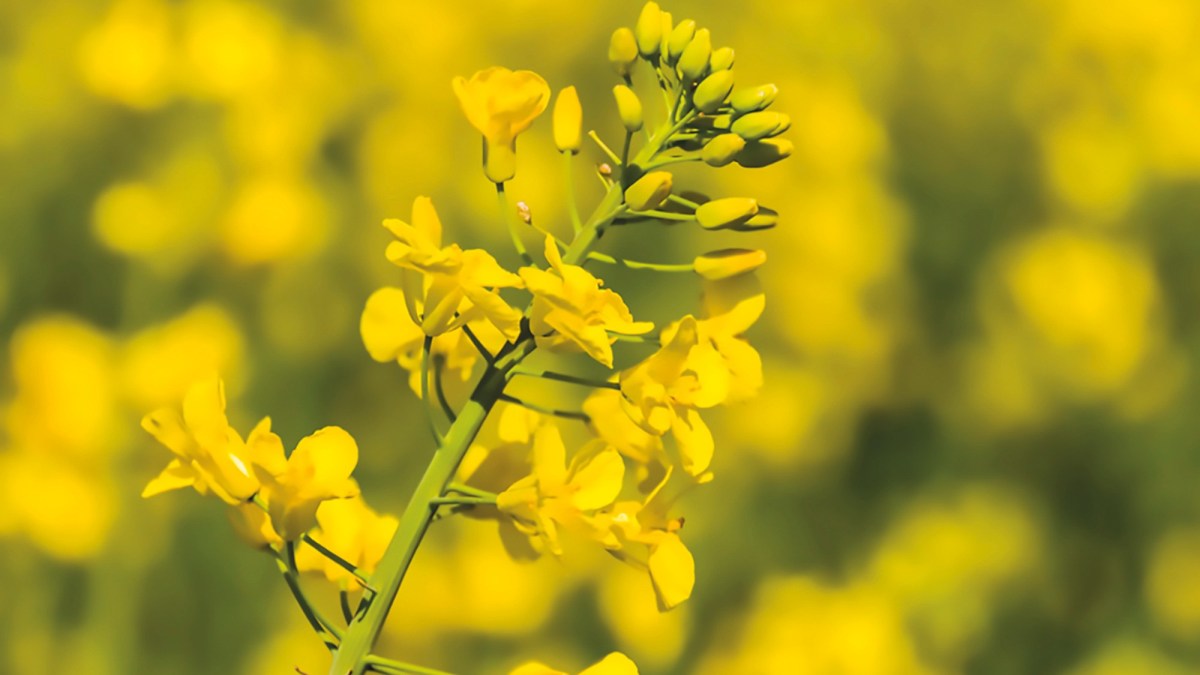Ochrana rostlin s BASF - Agroportál