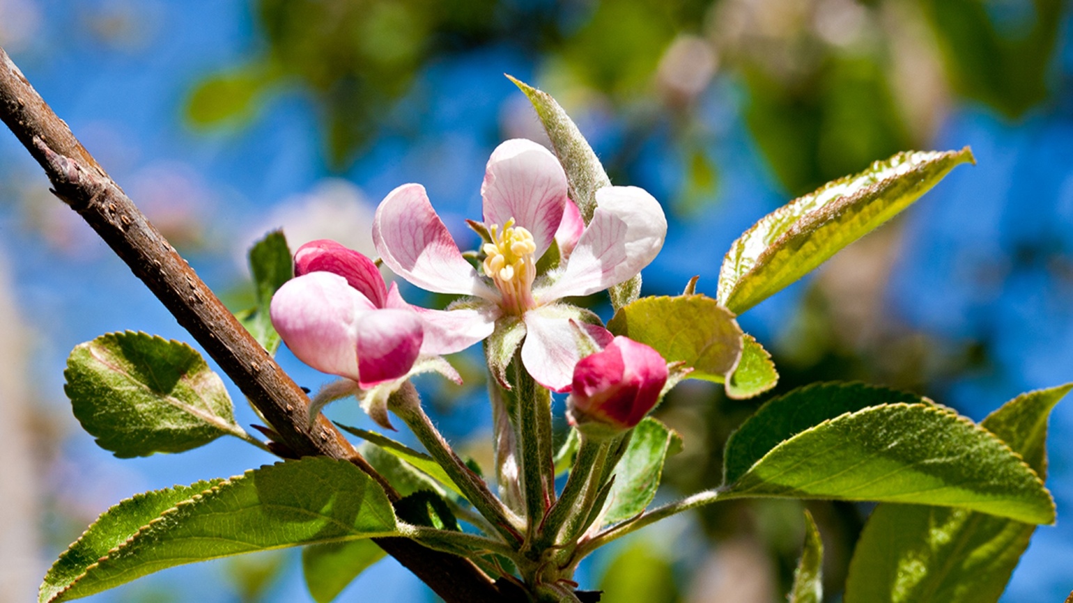 Delan® 700 WDG - Řešení pro zemědělství